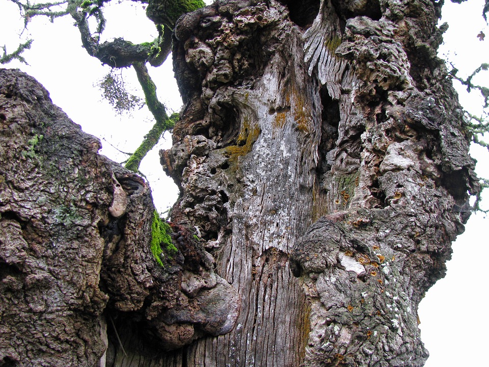 White Oak Bark Could Be The Answer To Your Health Problems White Oak Bark Could Be The Answer To Your Health Problems