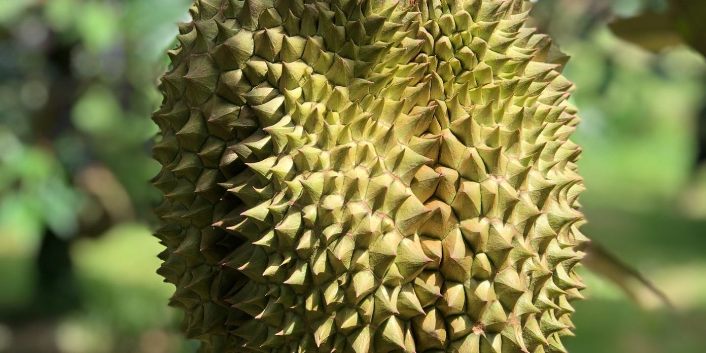 Astonishing Health Benefits of Marang Fruit | BeFantastico