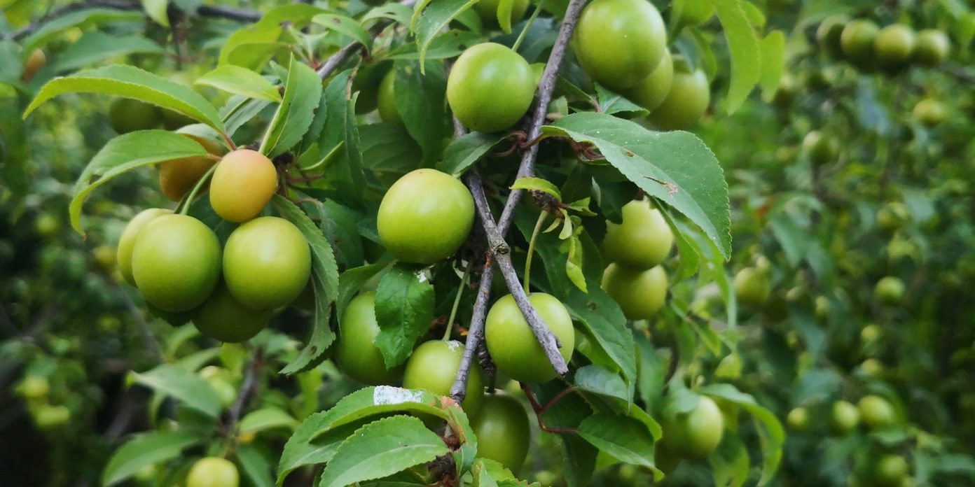 Shocking Health Benefits of Hog Plum | BeFantastico